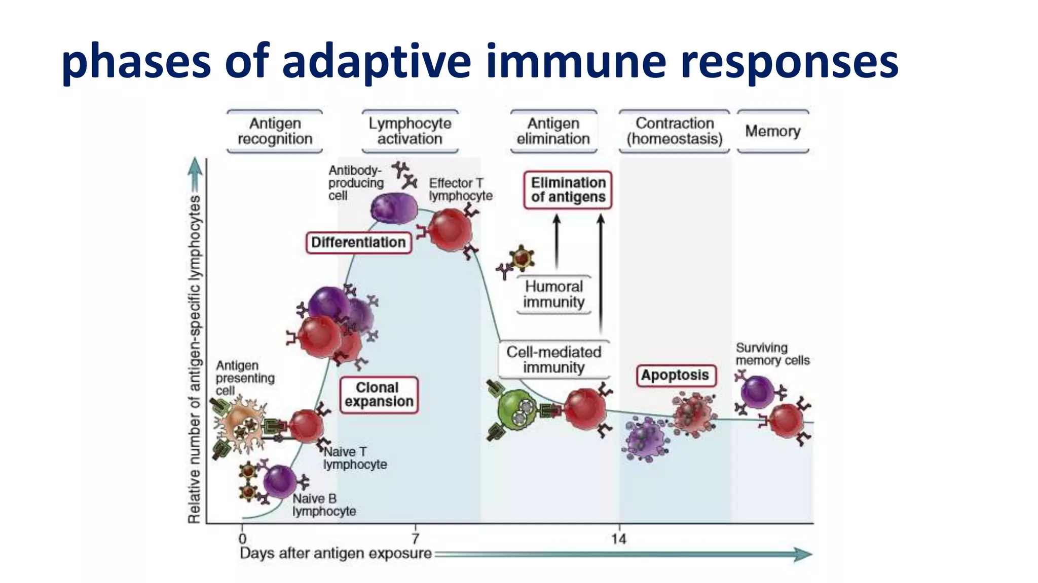 Introduction to Adaptive imunity | PPTX
