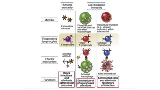 Introduction to Adaptive imunity | PPT