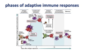 Introduction to Adaptive imunity | PPT