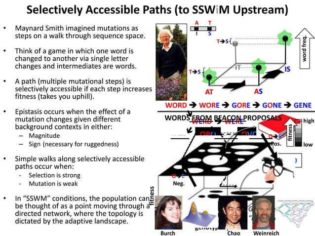 Ben Kerr - Adaptive landscapes in changing environments | PPTX