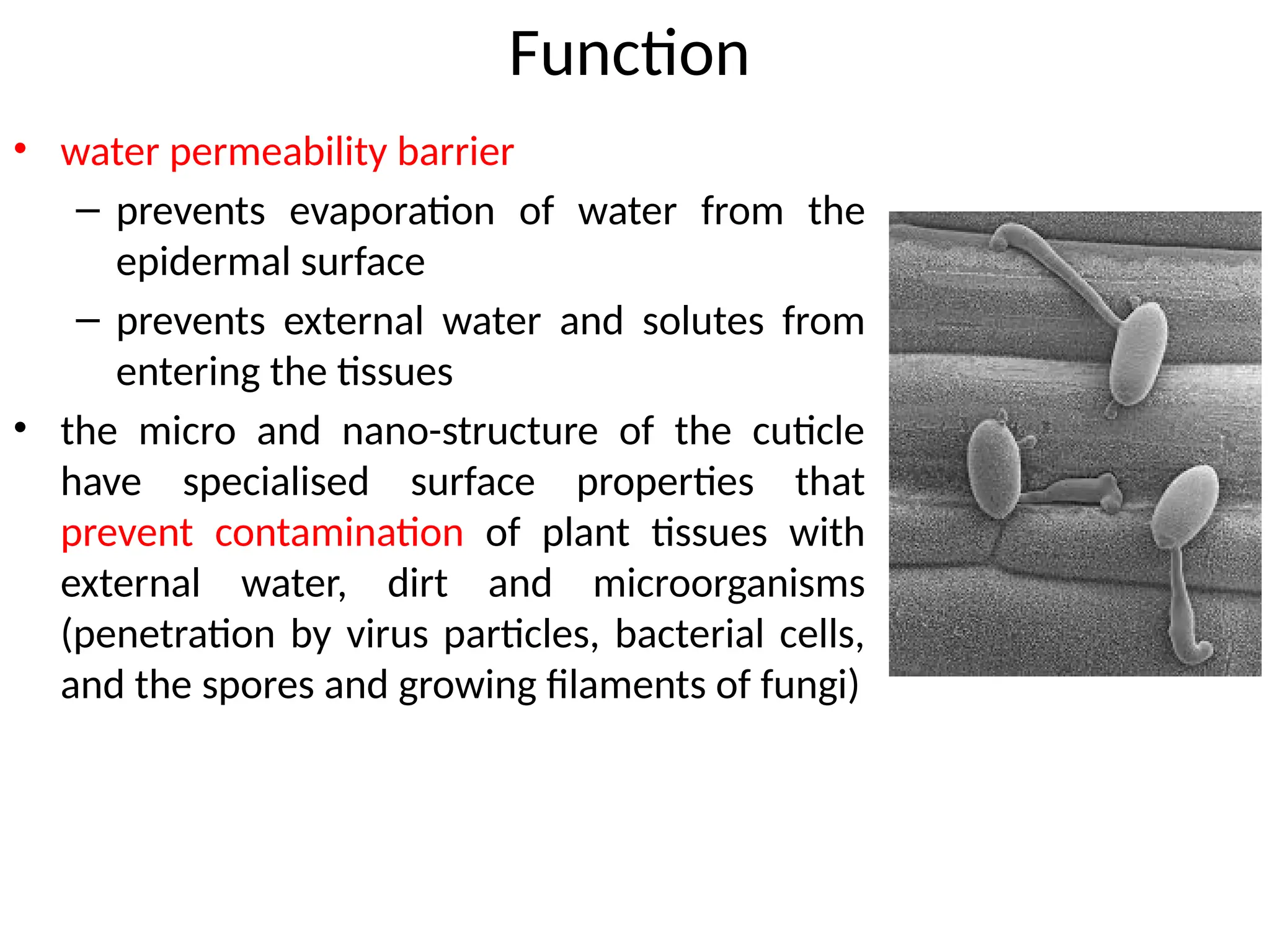 Adaptive & Protective Systems in plants for better growth and ...