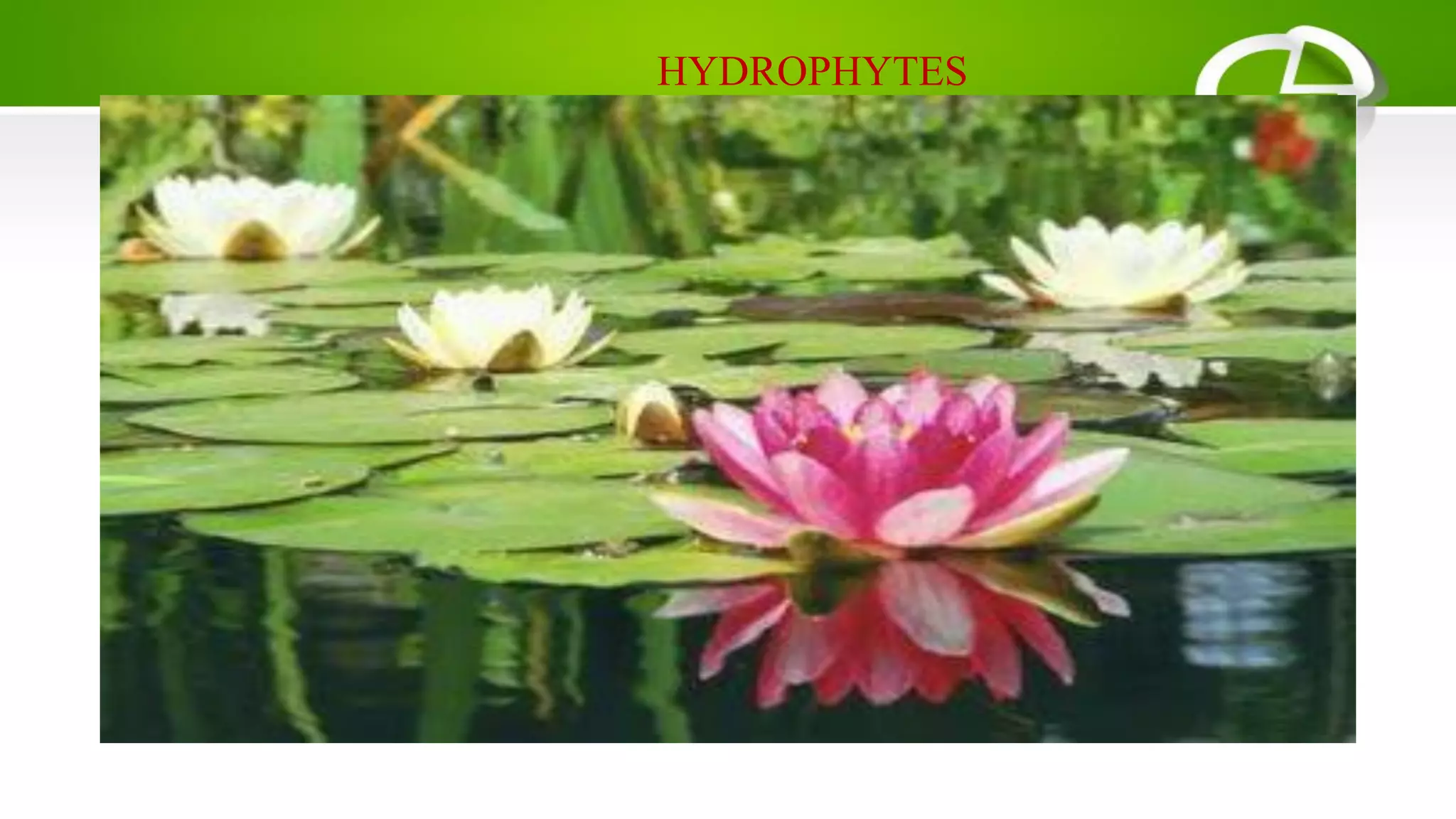 Adaptive & protective tissue system in plants | PDF