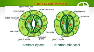Adaptive & protective tissue system in plants | PDF
