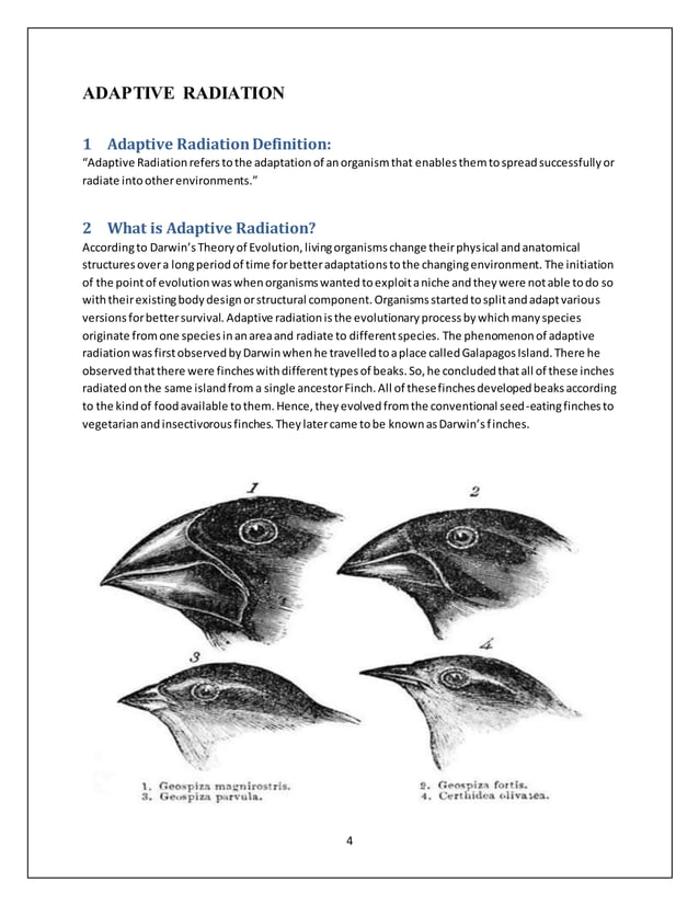 Adaptive radiation | DOCX | Genetics | Science