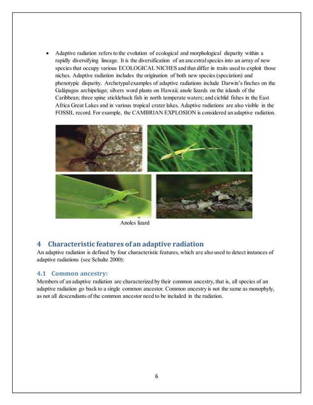 Adaptive radiation | DOCX | Genetics | Science