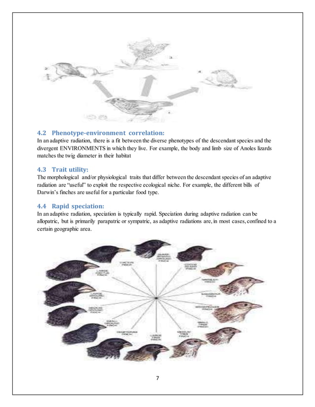 Adaptive radiation | DOCX | Genetics | Science