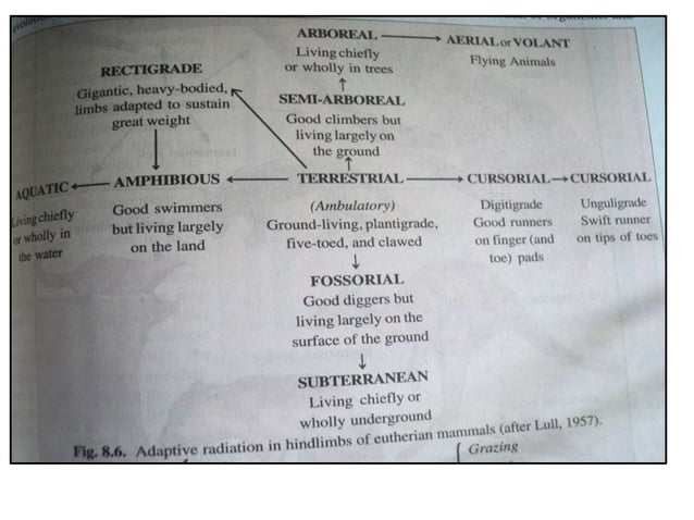 Adaptive radiation 2 | PPT