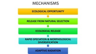 Adaptive radiation in mammals | PPTX