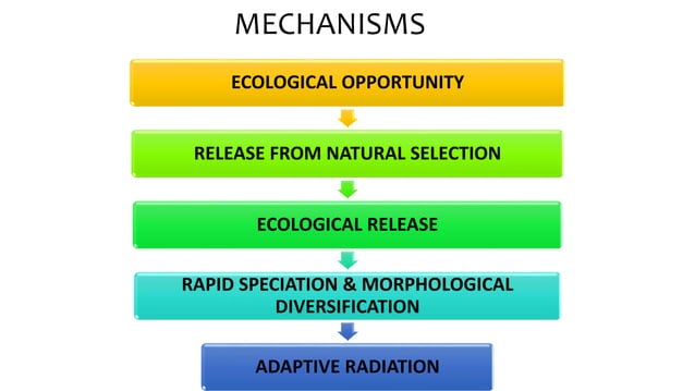 Adaptive radiation in mammals | PPTX