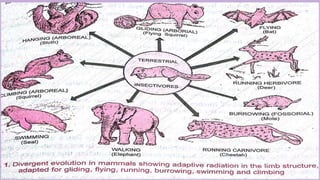 Adaptive radiation in mammals | PPTX