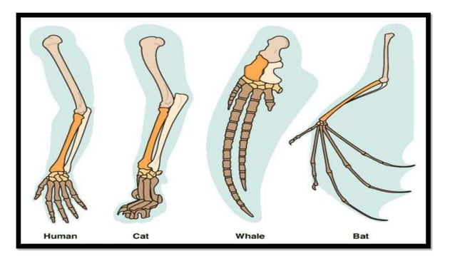 Adaptive radiation in mammals | PPTX