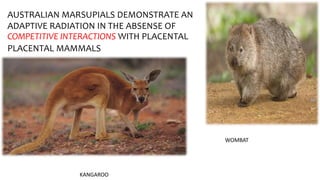 Adaptive radiation in mammals | PPTX