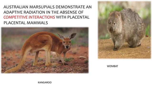 Adaptive radiation in mammals | PPTX