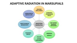 Adaptive Radiation Mammals