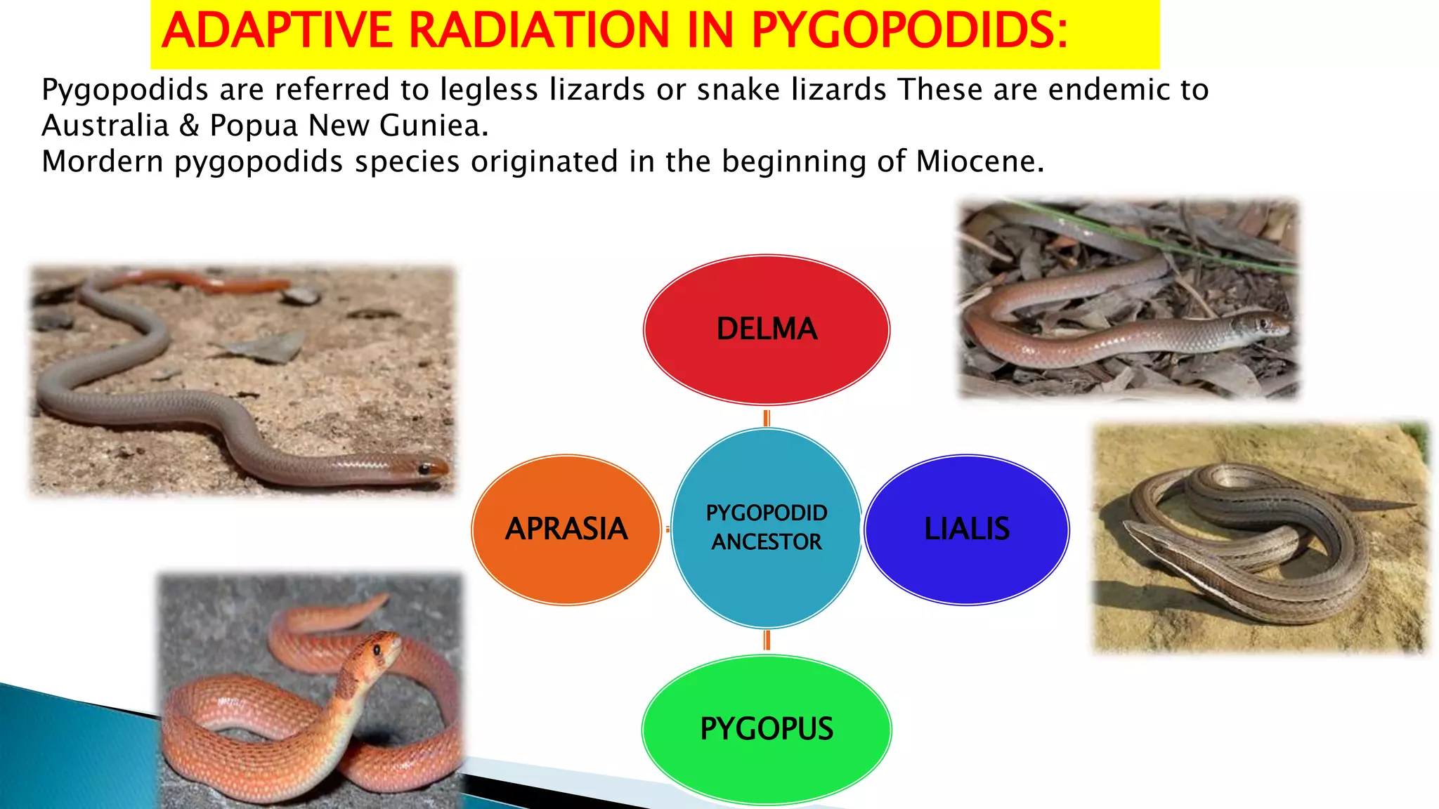 Adaptive radiation in reptiles copy | PPTX