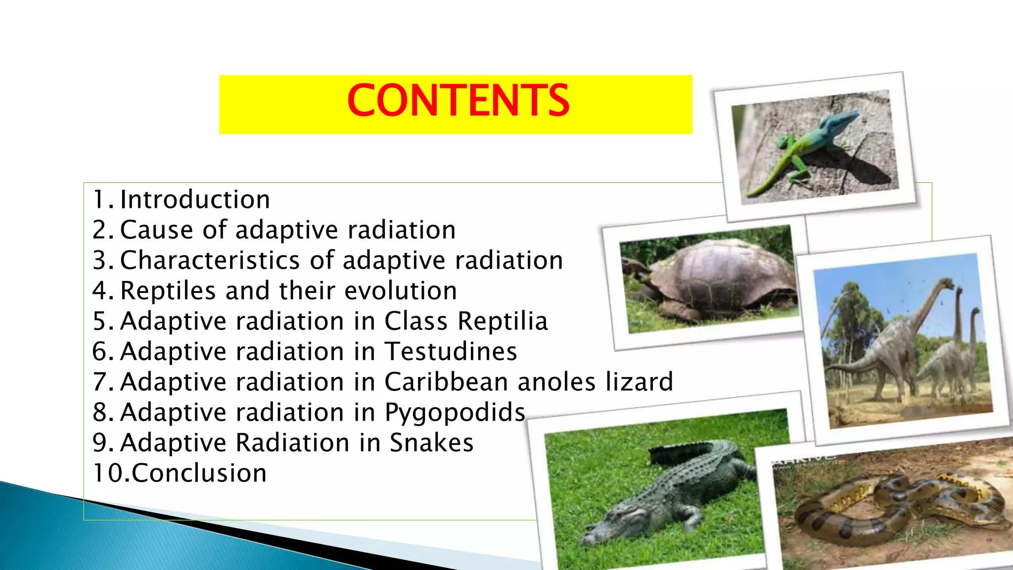 Adaptive radiation in reptiles copy | PPTX