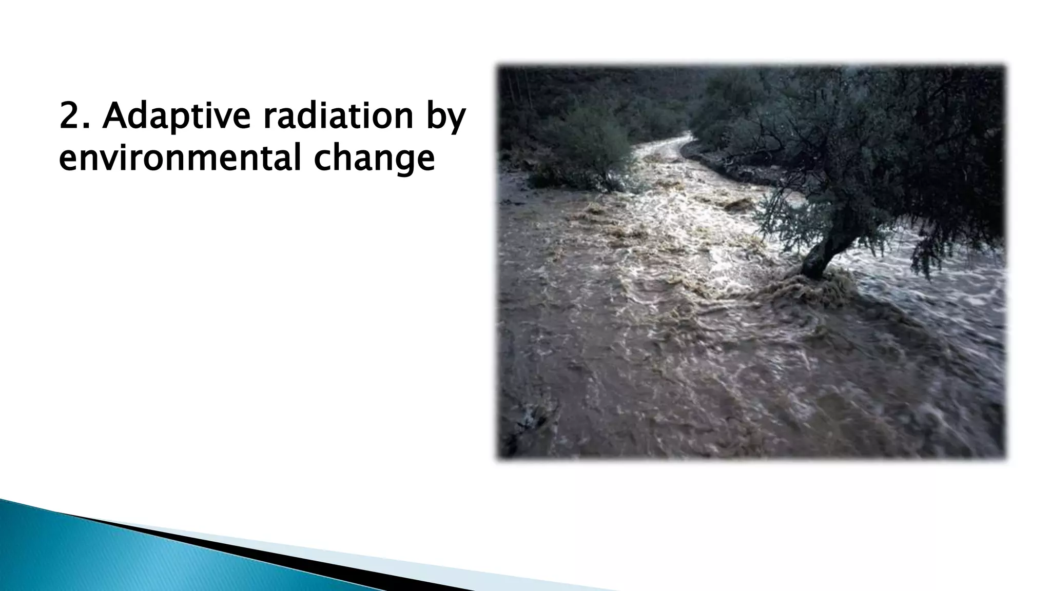 Adaptive radiation in reptiles copy | PPTX