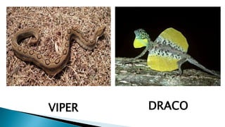 Adaptive radiation in reptiles copy | PPTX