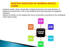 Adaptive radiation in reptiles copy | PPTX