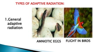 Adaptive radiation in reptiles copy | PPTX