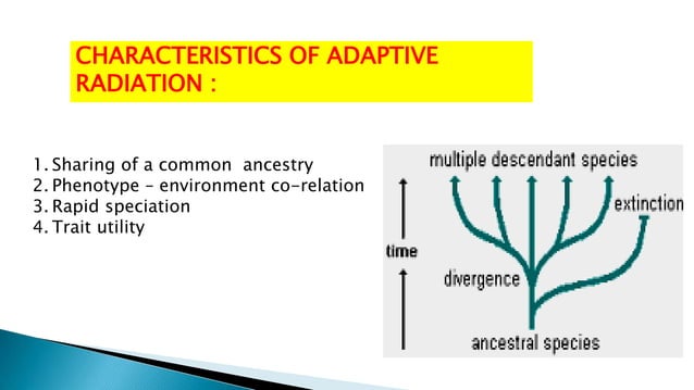 Adaptive radiation in reptiles copy | PPTX