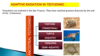 Adaptive Radiation In Reptiles