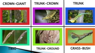 Adaptive Radiation In Reptiles