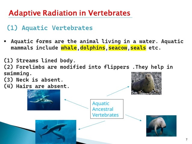 Adaptive Radiation in Vertebrate: Aquatic, Arboreal, fossorial | PPT