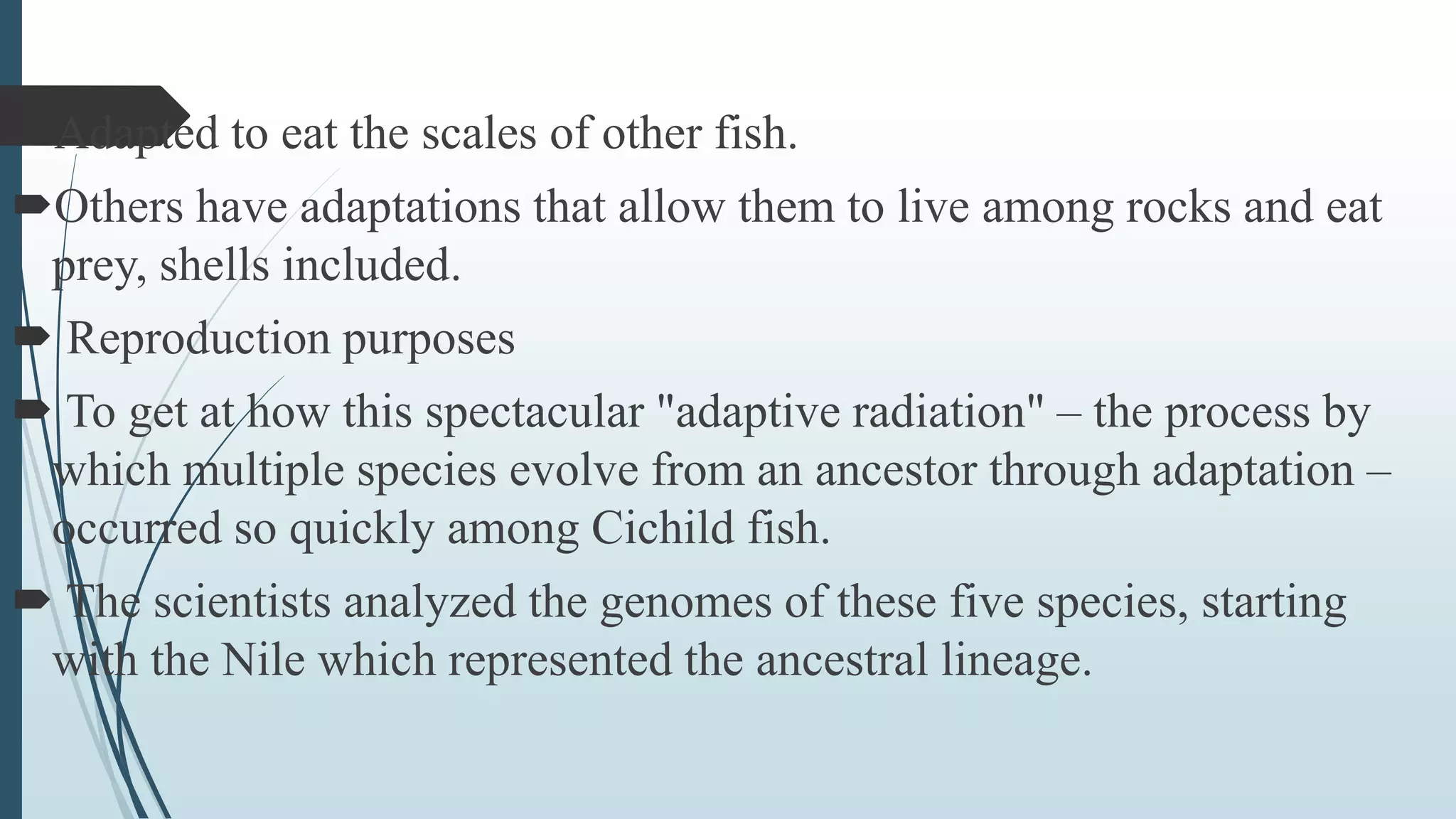 Adaptive Radiations | PPTX