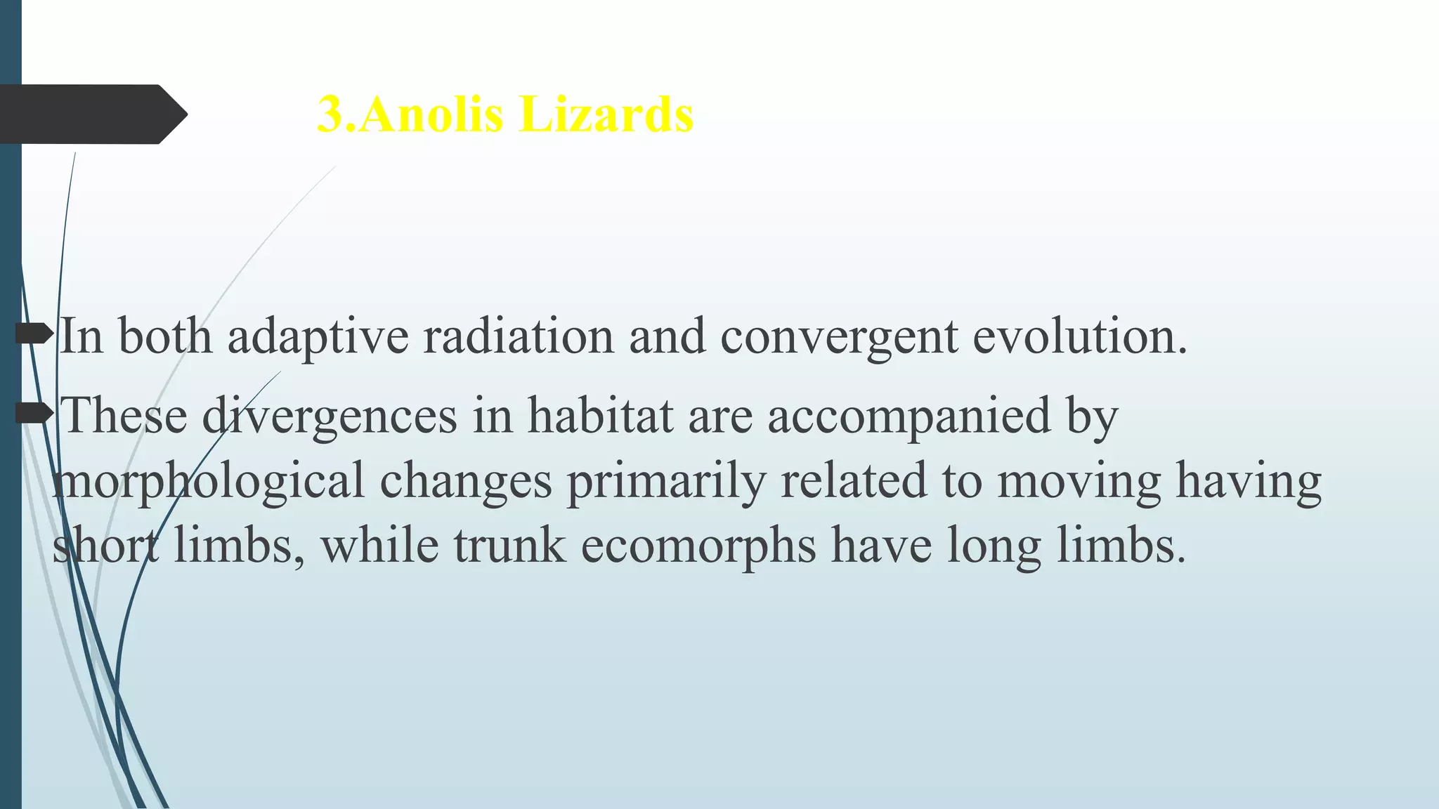 Adaptive Radiations | PPTX