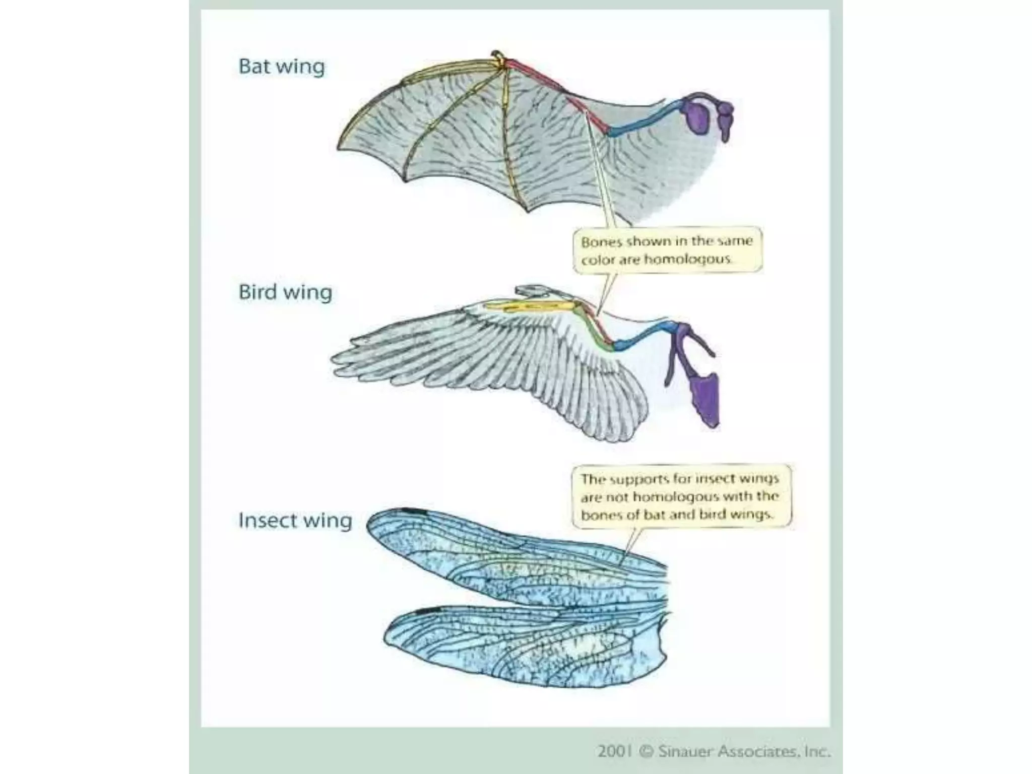 Adaptive Radiations in Birds.pptx