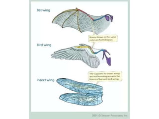 Adaptive Radiations in Birds.pptx