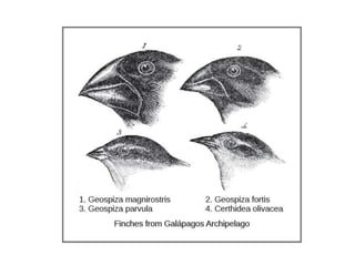 Adaptive Radiations in Birds.pptx