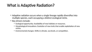 Adaptive_Radiations_in_Chondrichthyes_and_Actinopterygii[1].pptx