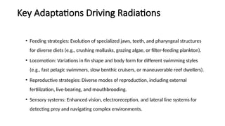 Adaptive_Radiations_in_Chondrichthyes_and_Actinopterygii[1] - Copy.pptx