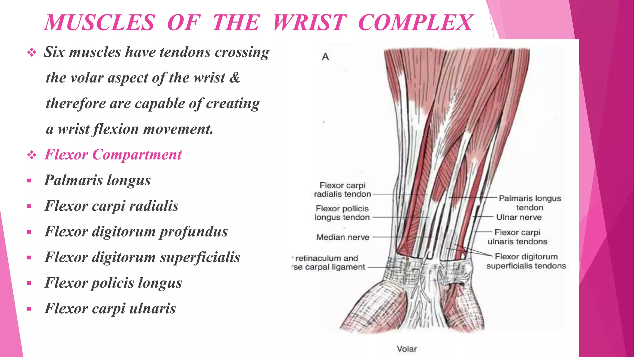 Biomechanics of wrist joint | PPTX