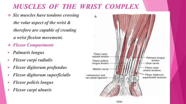 Biomechanics of wrist joint | PPTX | Death, Injury, or Military ...