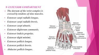 Biomechanics of wrist joint | PPTX