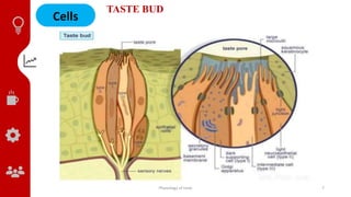 Group incomplete presentation on physiology of taste.pptx