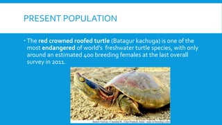 brief on red crowned turtles | PPT