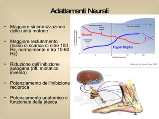 Adattamenti Nel Muscolo Scheletrico In Seguito Ad Allenamenti Di Forza ...