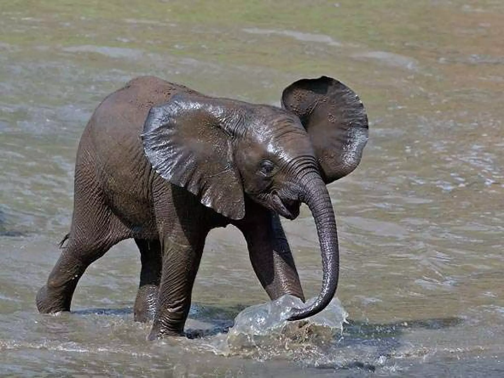 A day in the life of: an elephant | PPT
