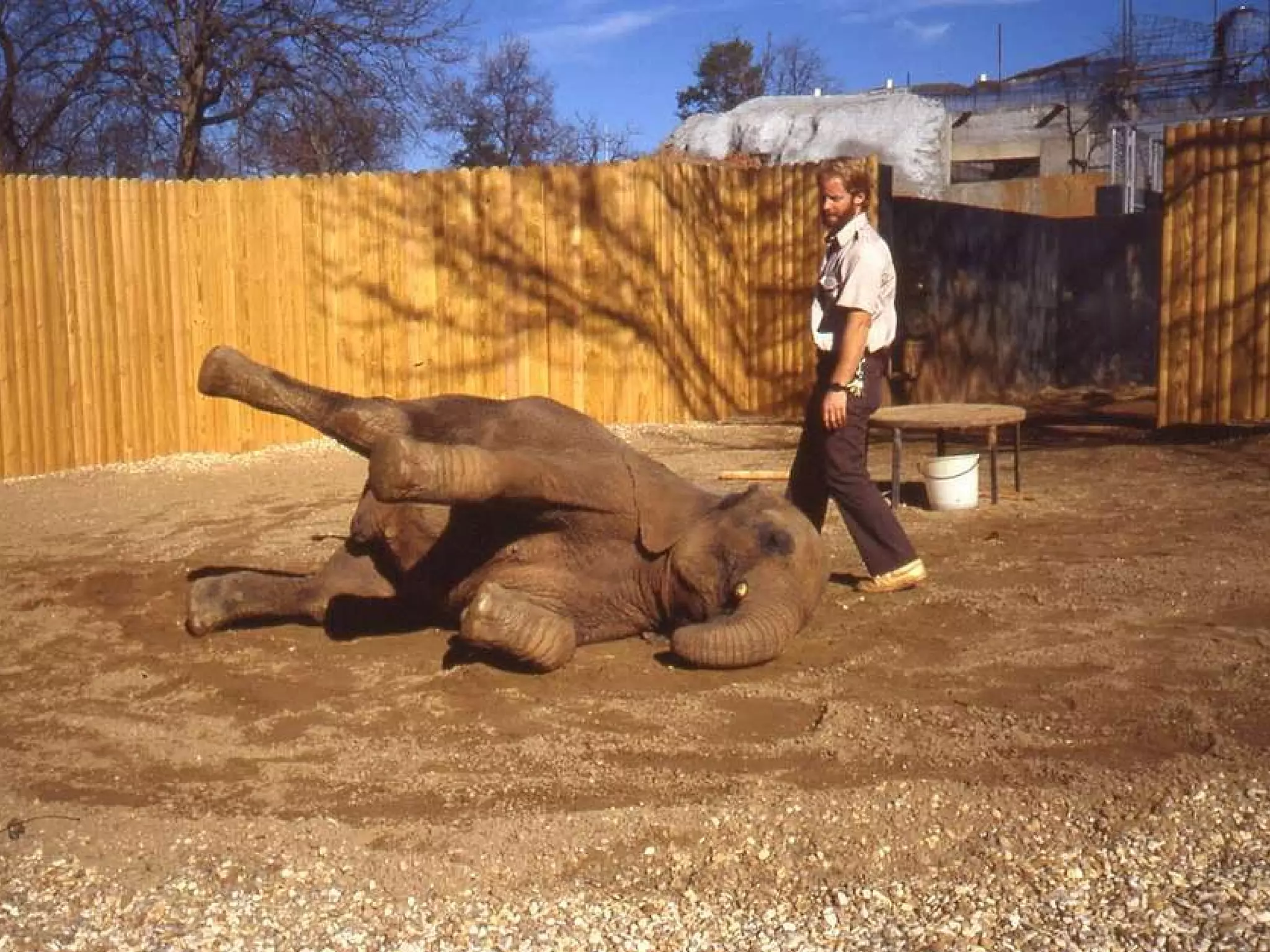 A day in the life of: an elephant | PPT