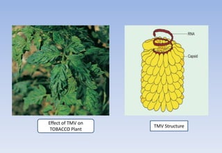 viruses_tobacco mosaic virus First semester part_1 | PPT