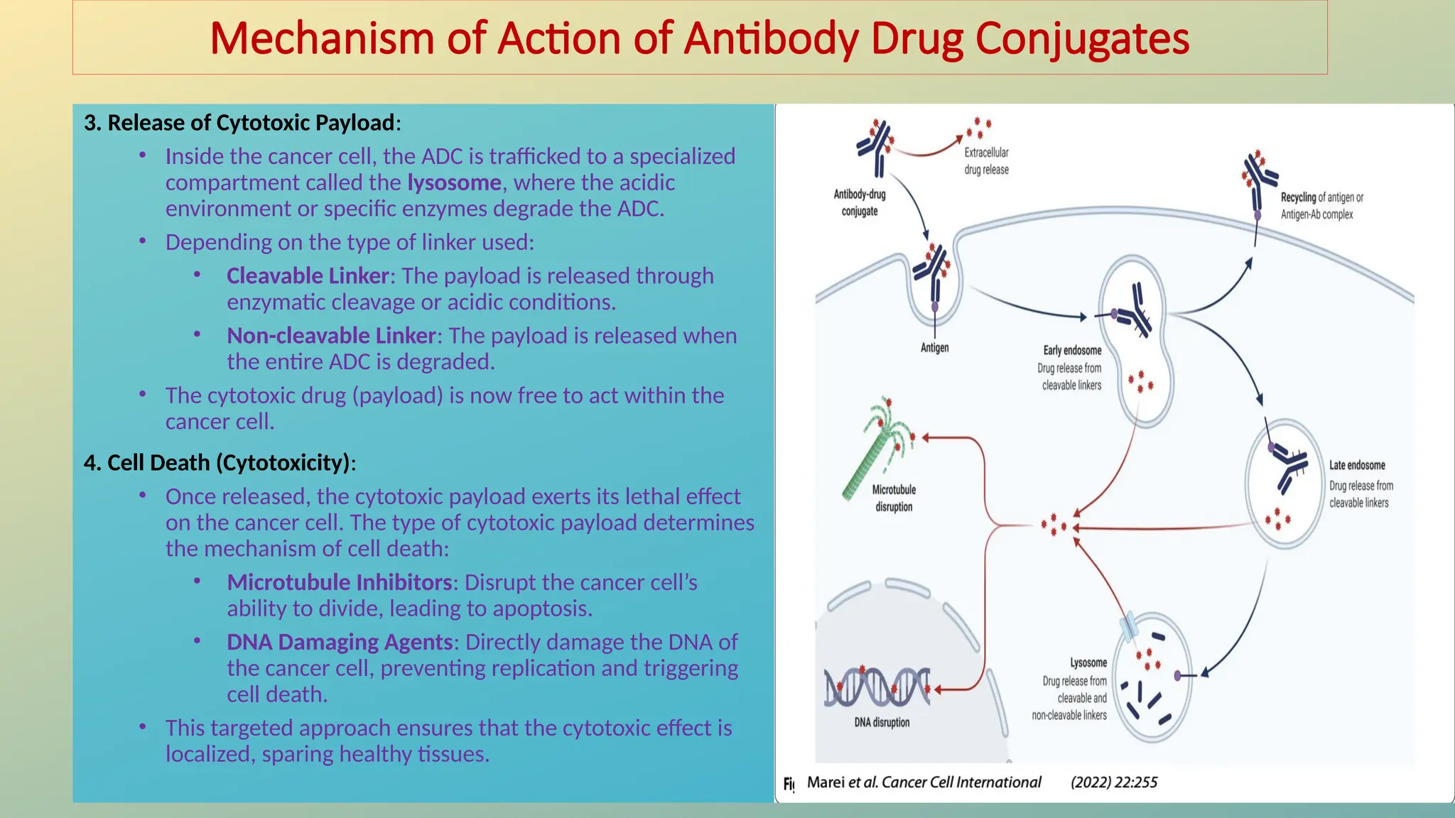 Antibody Drug Conjugates (ADCs): Basics.pptx