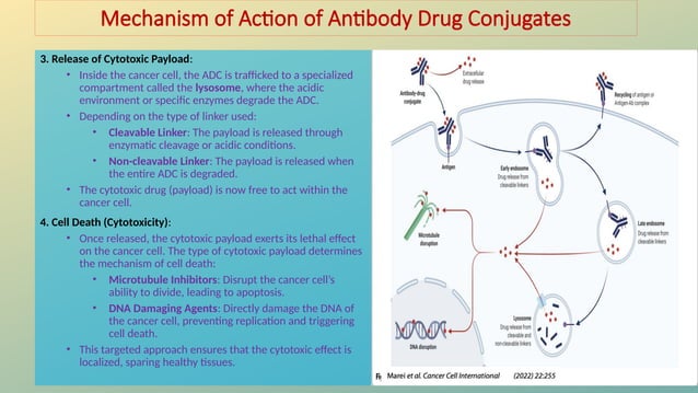 Antibody Drug Conjugates (ADCs): Basics.pptx