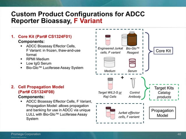 ADCC Reporter Bioassay - V and F Variants: Novel, Bioluminescent Cell ...