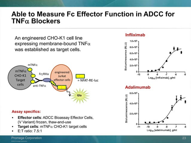 ADCC Reporter Bioassay - V and F Variants: Novel, Bioluminescent Cell ...
