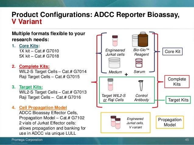 ADCC Reporter Bioassay - V and F Variants: Novel, Bioluminescent Cell…