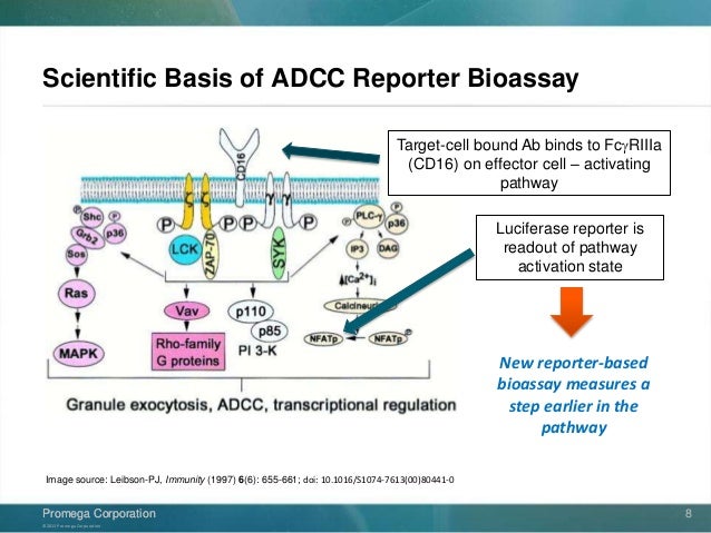 ADCC Reporter Bioassay - V and F Variants: Novel, Bioluminescent Cell…